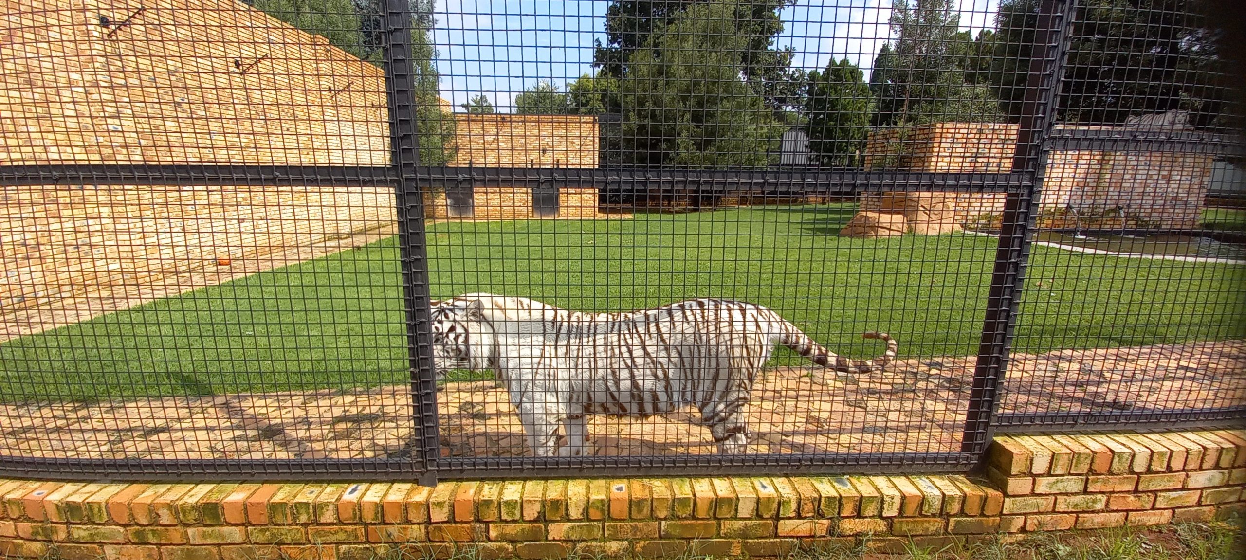 An Enchanting Day at the Benoni Monkey and Bird Park - Explor South Africa