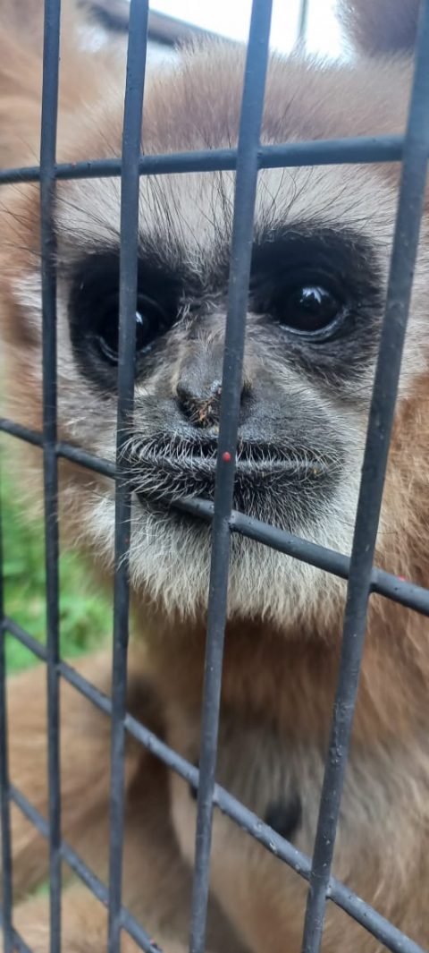 An Enchanting Day at the Benoni Monkey and Bird Park - Explor South Africa