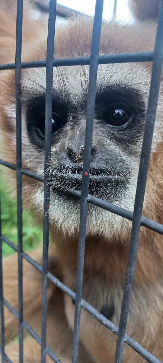 An Enchanting Day at the Benoni Monkey and Bird Park - Explor South Africa