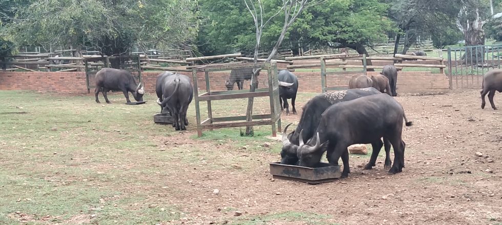 Johannesburg Zoo: A Joburg Classic That’s Showing Its Age - Explor ...